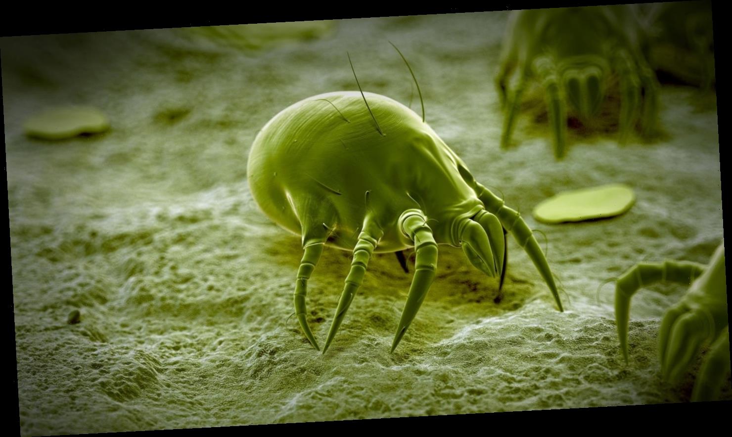 Milben bekämpfen: So reduzieren Sie den Befall im Schlafzimmer ...
